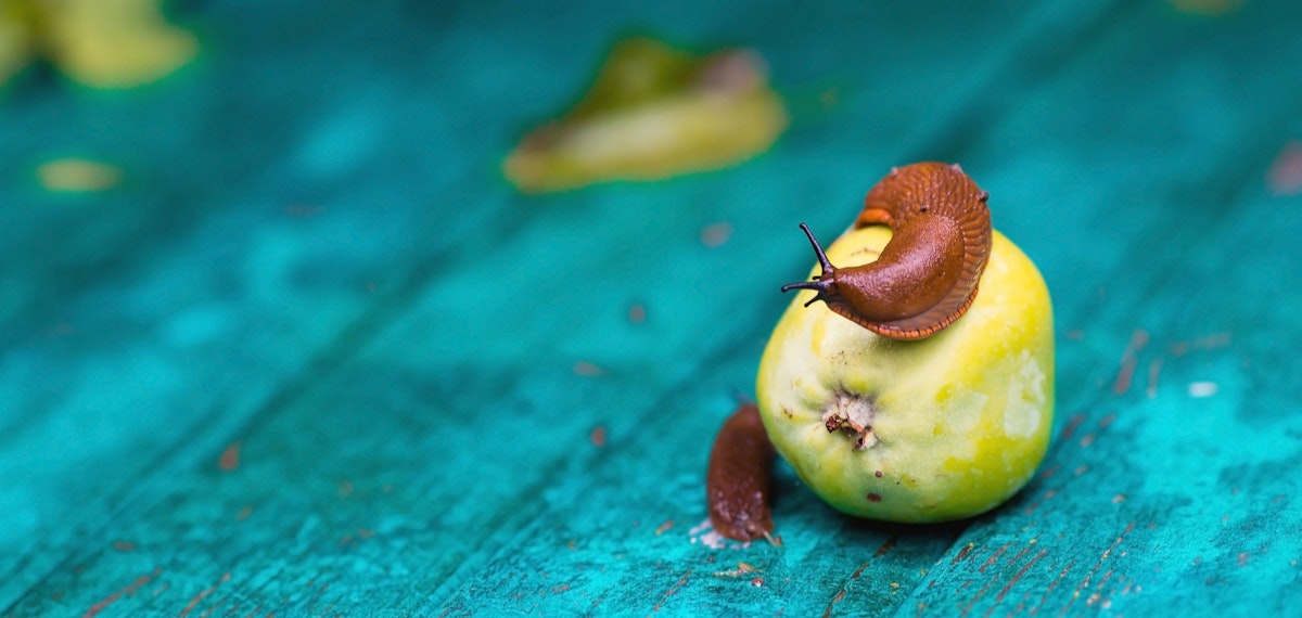 Er der snegle-invasion i din have? Få 5 gode råd til bekæmpelsen